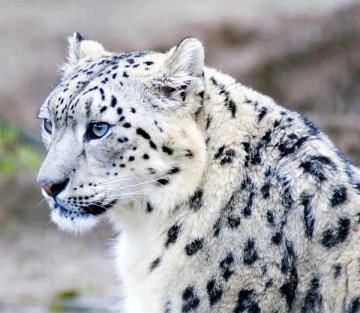 Hvordan Et Snow Leopard Conservation Project I Spiti Valley Banede ...
