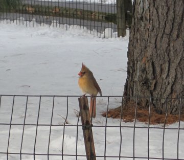 A Winter Walk: an Excerpt, by Henry David Thoreau | DailyGood